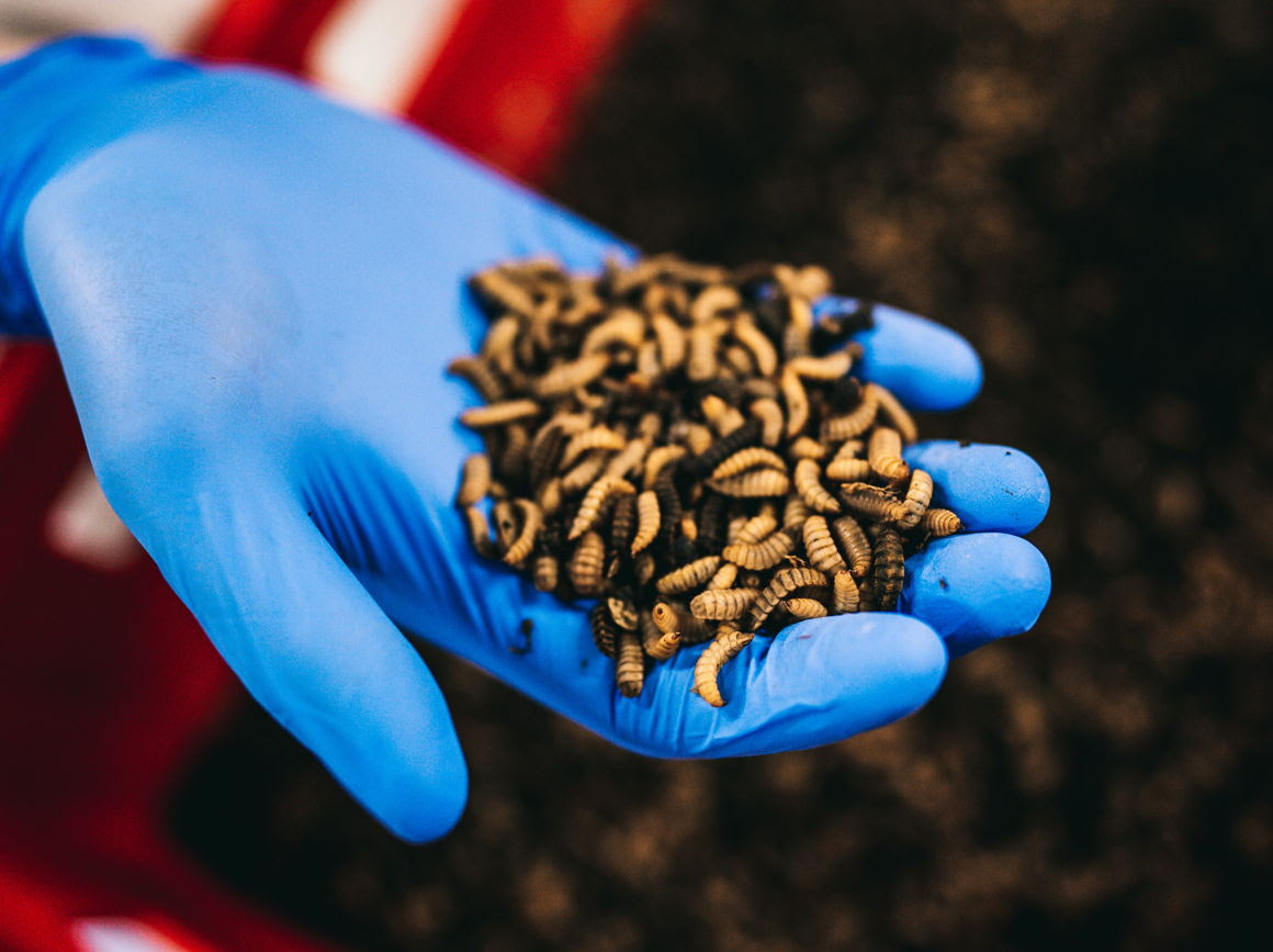 Insectencampus Thomas More heeft nieuw aanbod opleidingen en webinars ...